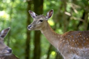 Wildpark aan boord van het treintje en watervalen van Coo